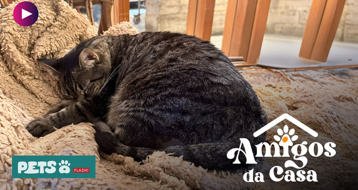 Porto dos gatos: o porto seguro de cafés e miados! | Amigos da Casa ...