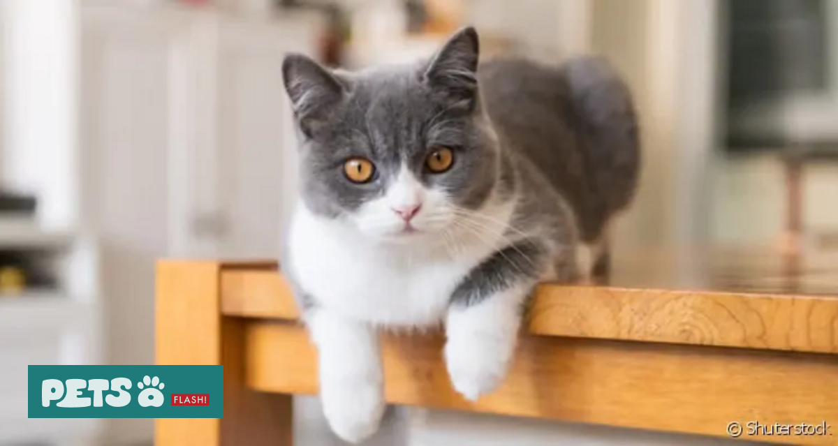 O gato quer sempre comer o rato? Não é bem assim... Saiba por que é que ...