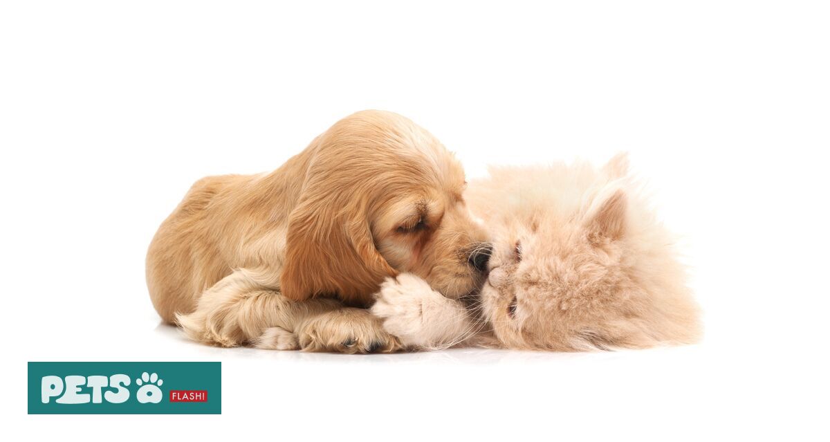 Um novo site com uma nova imagem a pensar ainda mais no seu pet | Pets ...