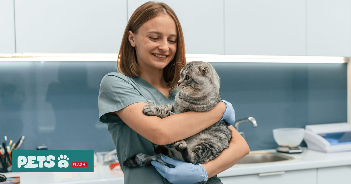 O seu pet fica stressado sempre que chega a hora de ir ao veterinário? Então este artigo é para ...