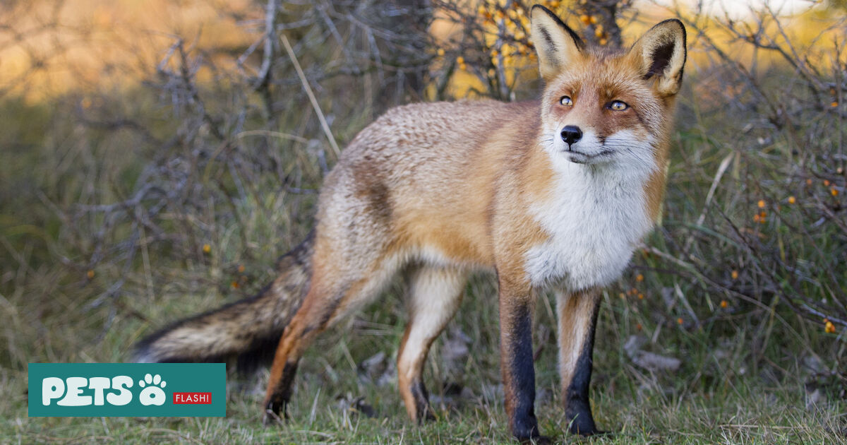 Encontrou um animal selvagem ferido? Saiba como ajudá-lo de forma ...