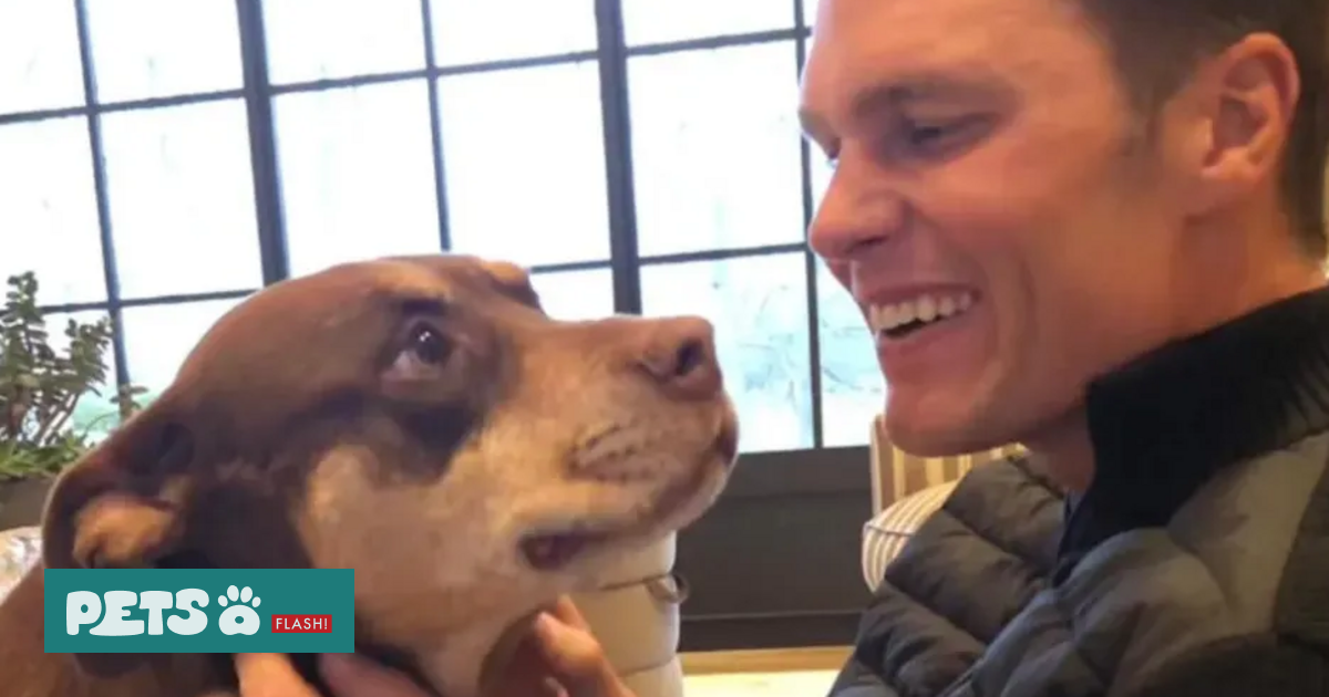 Clonagem de animais. Junie, o novo patudo de Tom Brady, é um clone da sua antiga cadela Lua ...