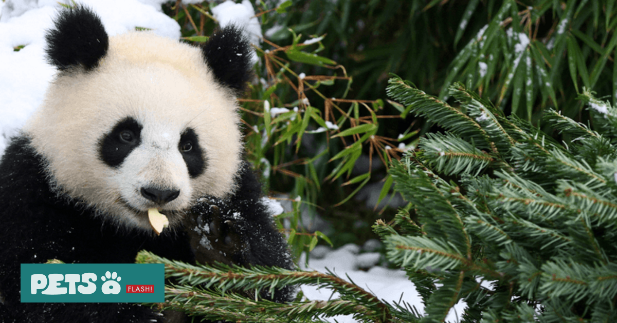 Zero desperdício! Zoo de Berlim surpreende animais com... árvores de ...