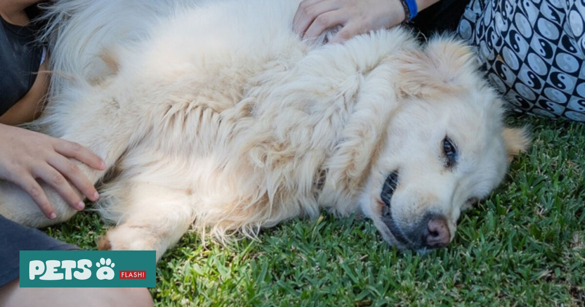 Adeus, Sissi. Morreu a adorada mascote da residência oficial do ...